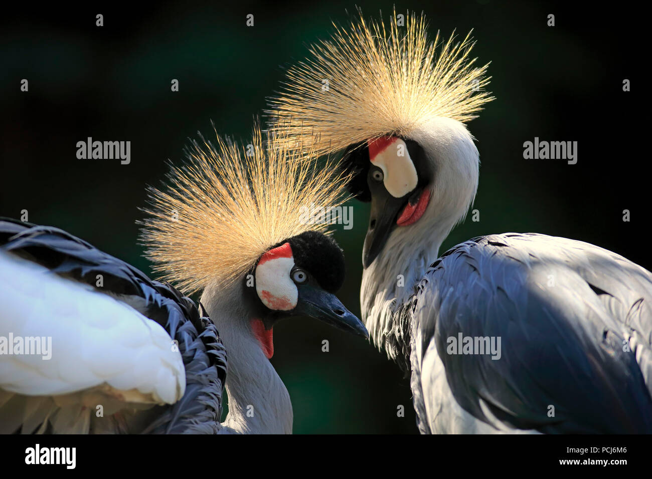 Gru coronata grigia o gru incoronata africana immagini e fotografie ...