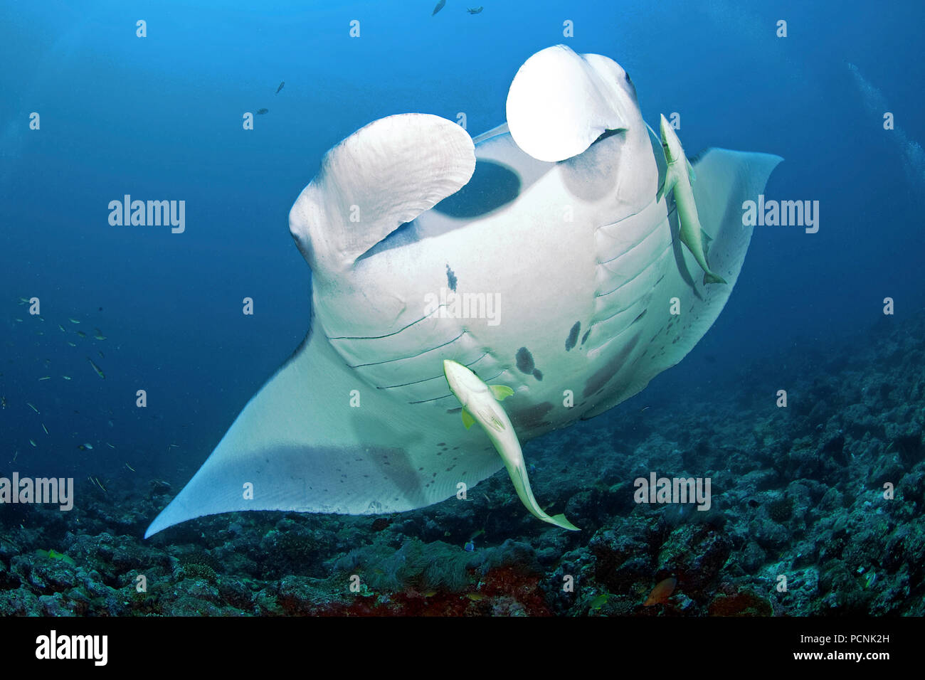 Rimedio Comune Remora Remora Immagini e Fotos Stock - Alamy