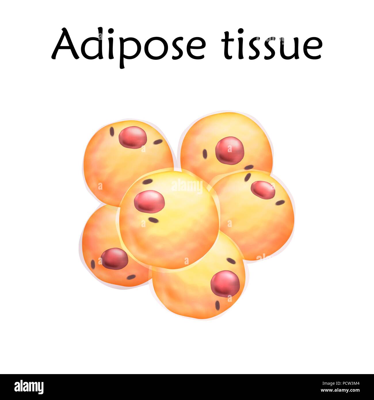Adipose tissue immagini e fotografie stock ad alta risoluzione - Alamy