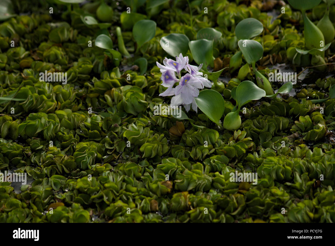 Natura acquatica immagini e fotografie stock ad alta risoluzione - Alamy