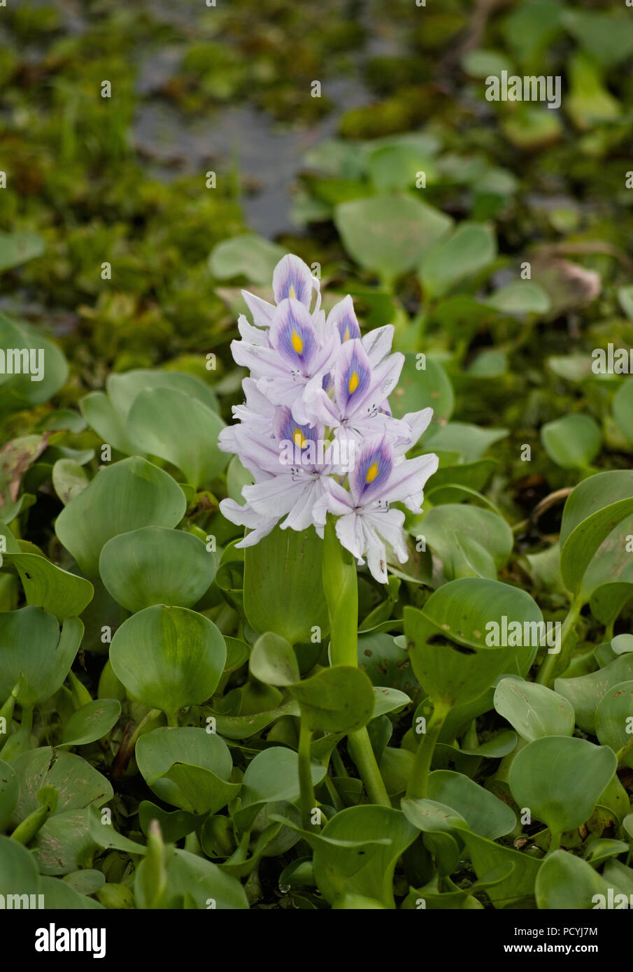 Natura acquatica immagini e fotografie stock ad alta risoluzione - Alamy