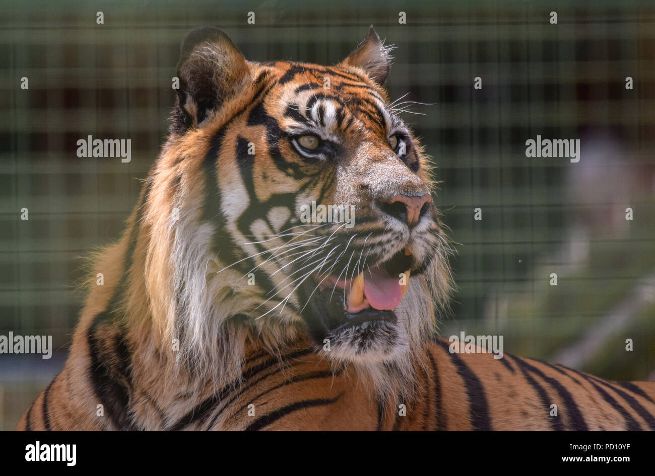 Tigre del primo piano immagini e fotografie stock ad alta risoluzione ...