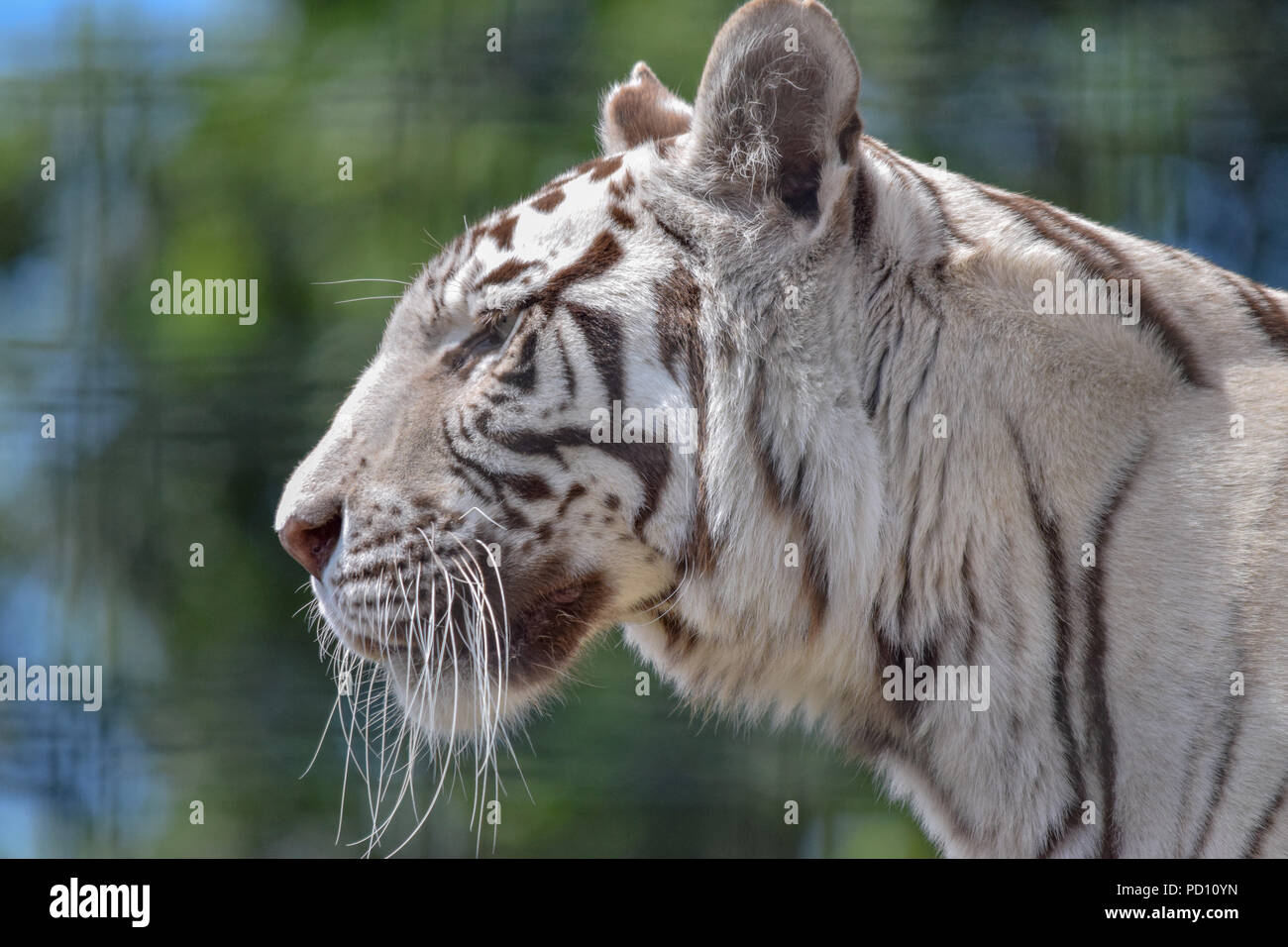 Faccia di tigre bianca immagini e fotografie stock ad alta risoluzione ...