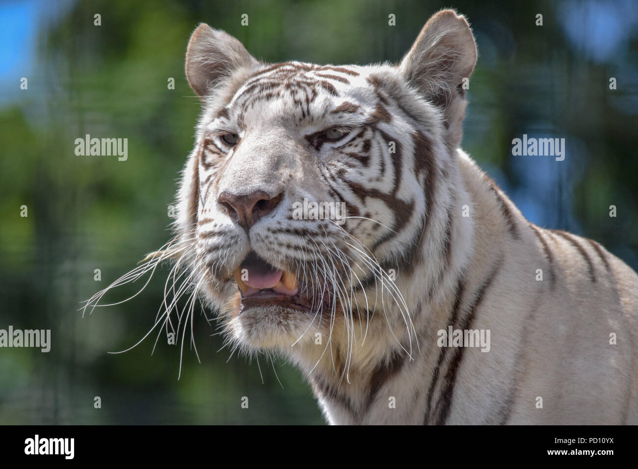 Faccia di tigre bianca immagini e fotografie stock ad alta risoluzione ...