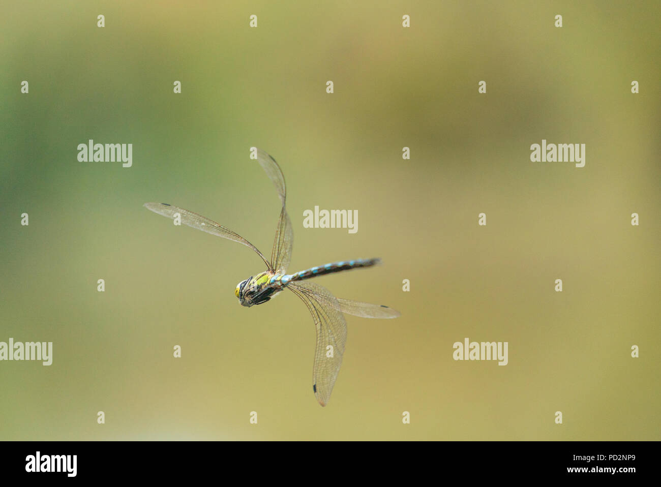Imperatore libellula in volo immagini e fotografie stock ad alta ...