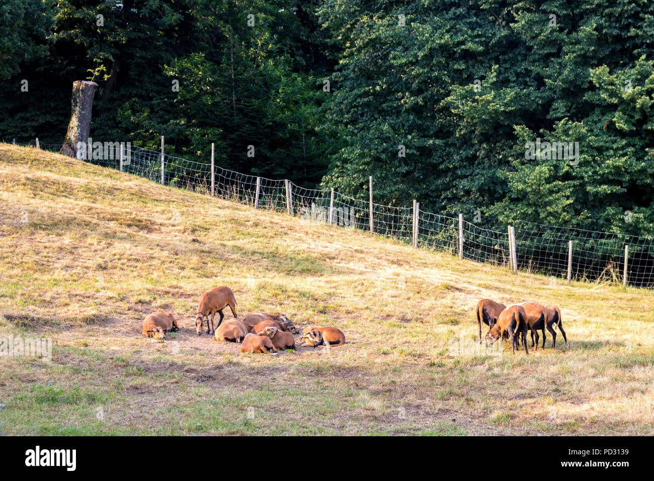 Pascolare gli animali immagini e fotografie stock ad alta risoluzione ...