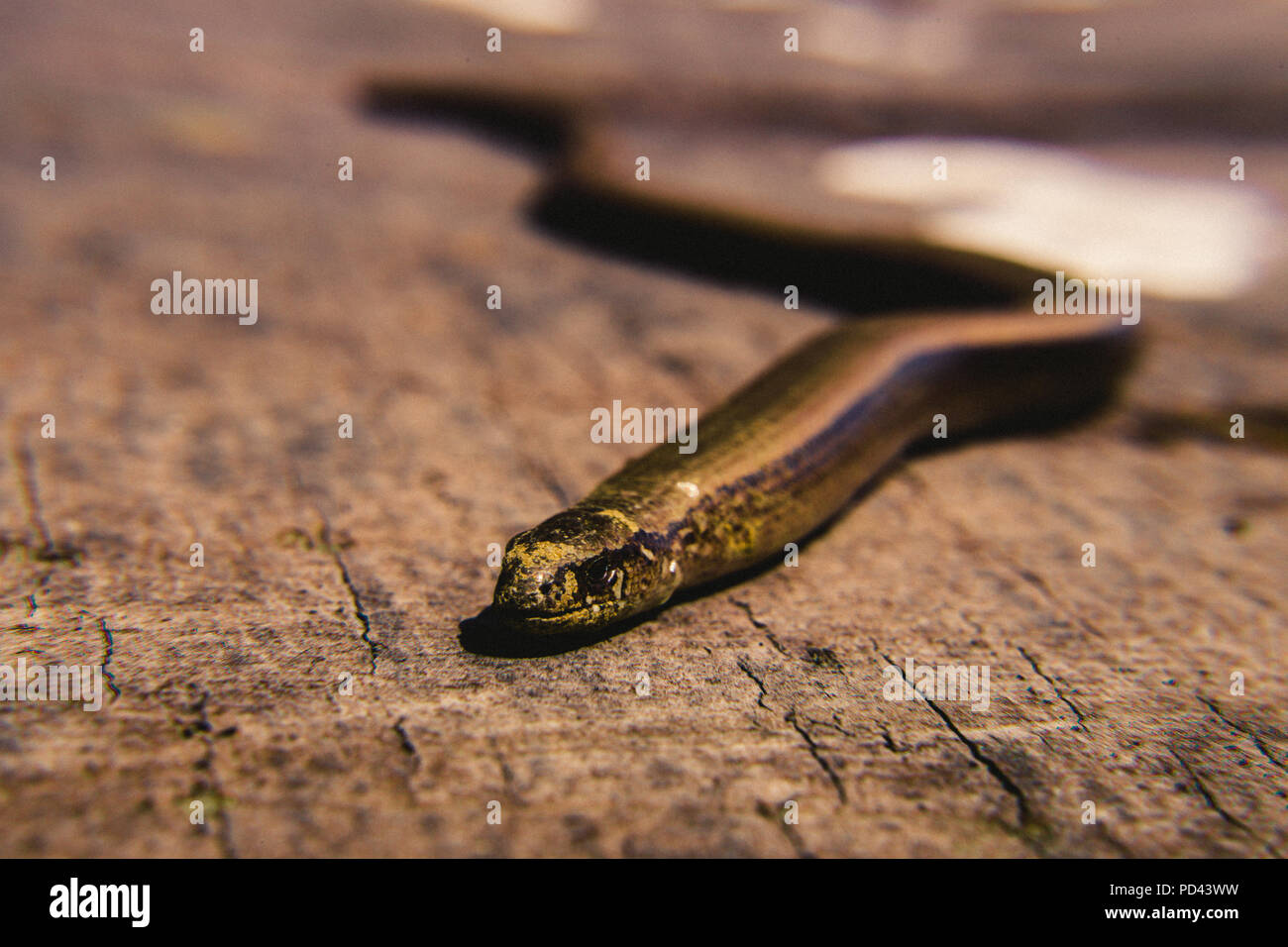 Serpente ventre rosso immagini e fotografie stock ad alta risoluzione ...