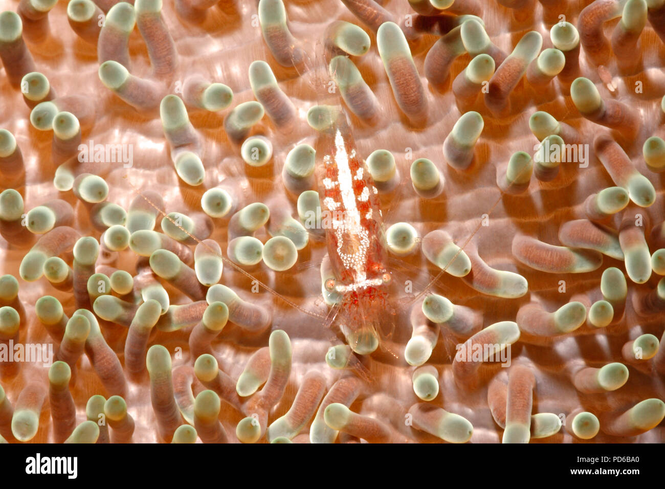 Haddons anemone di mare immagini e fotografie stock ad alta risoluzione ...