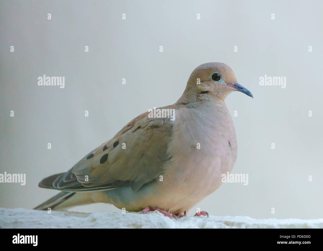 Piume di colomba immagini e fotografie stock ad alta risoluzione - Alamy
