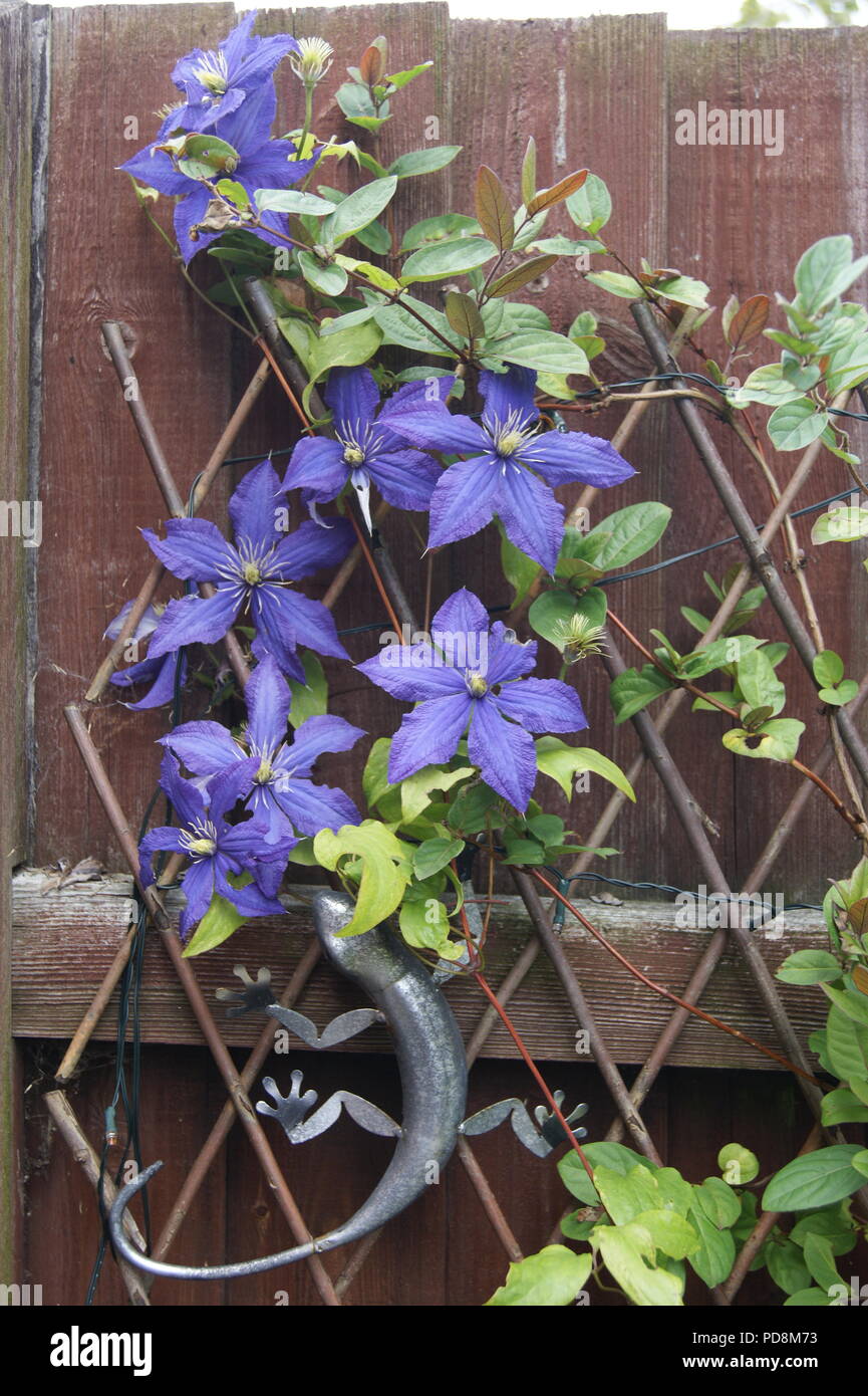 Fiore rampicante viola immagini e fotografie stock ad alta risoluzione ...