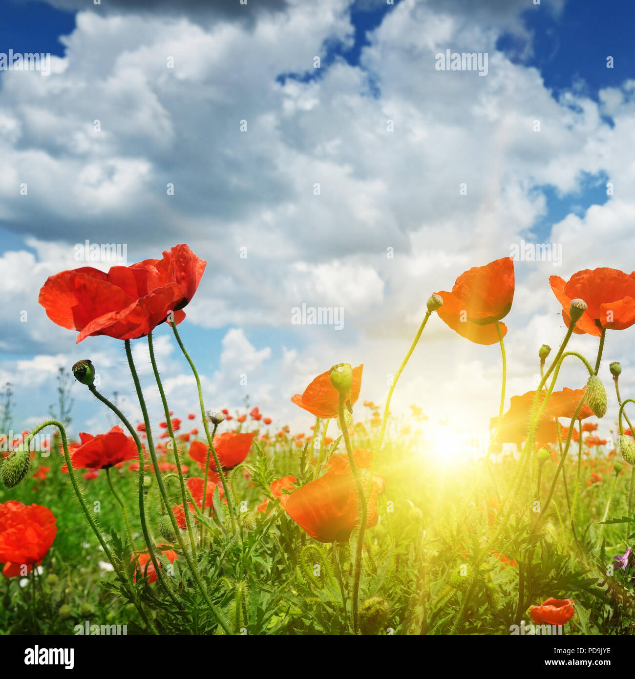 Campo Di Papaveri Al Tramonto Immagini e Fotos Stock - Alamy
