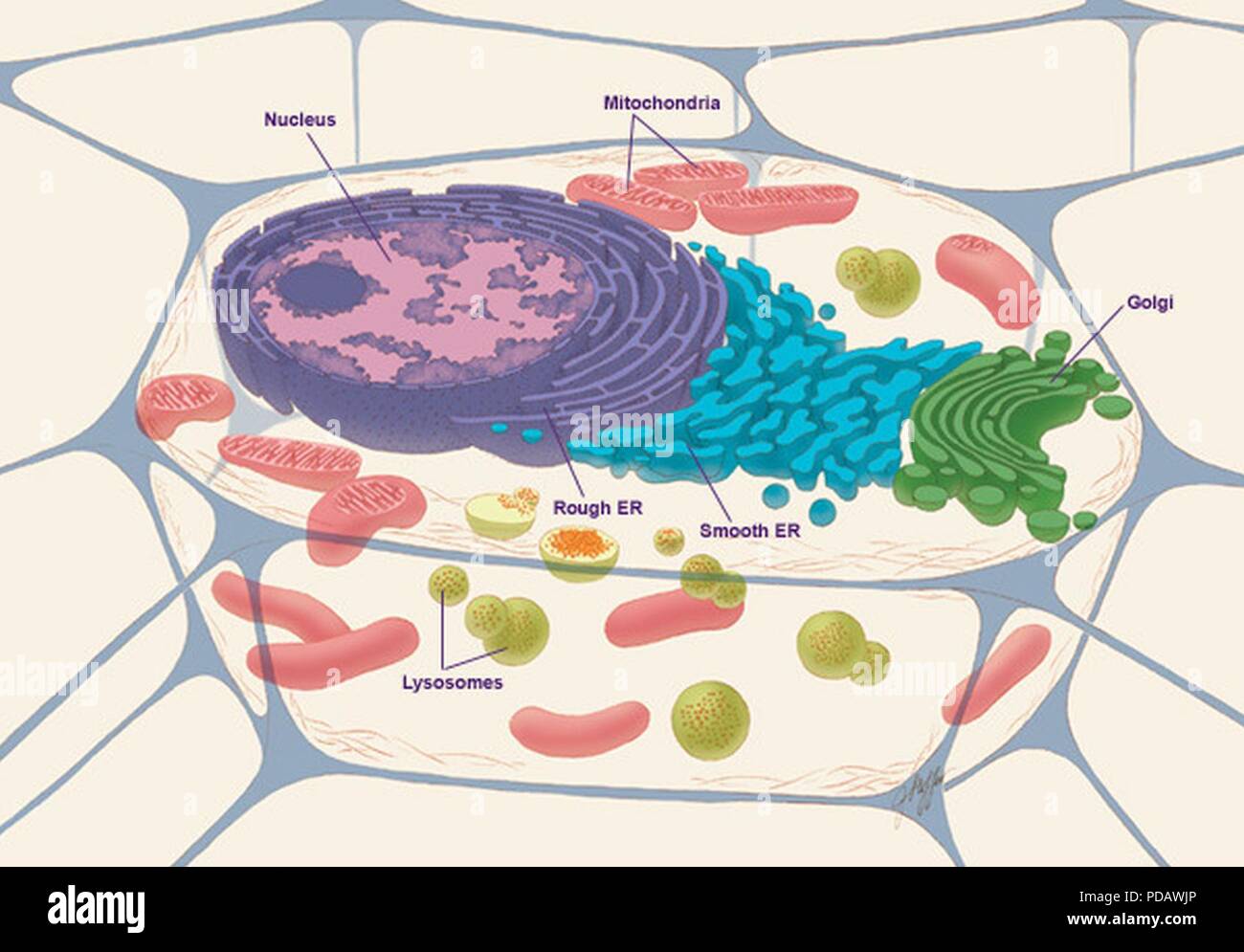 Cellula animale da stampare immagini e fotografie stock ad alta ...