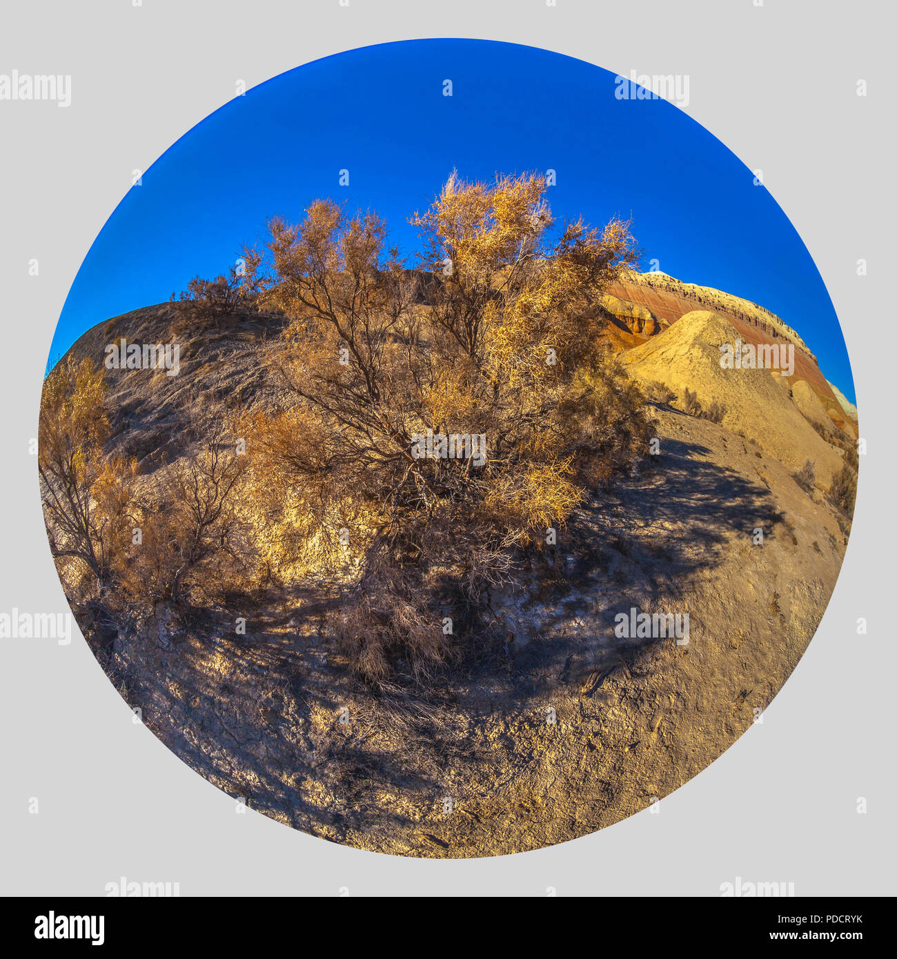 Albero Di Saksaul Immagini e Fotos Stock - Alamy