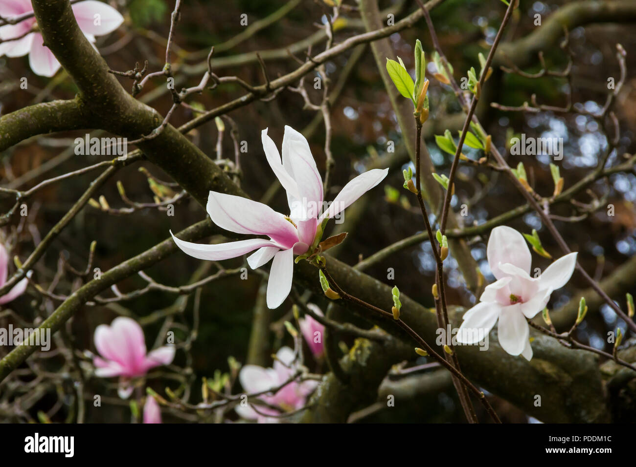 Albero di magnolia grandiflora immagini e fotografie stock ad alta ...