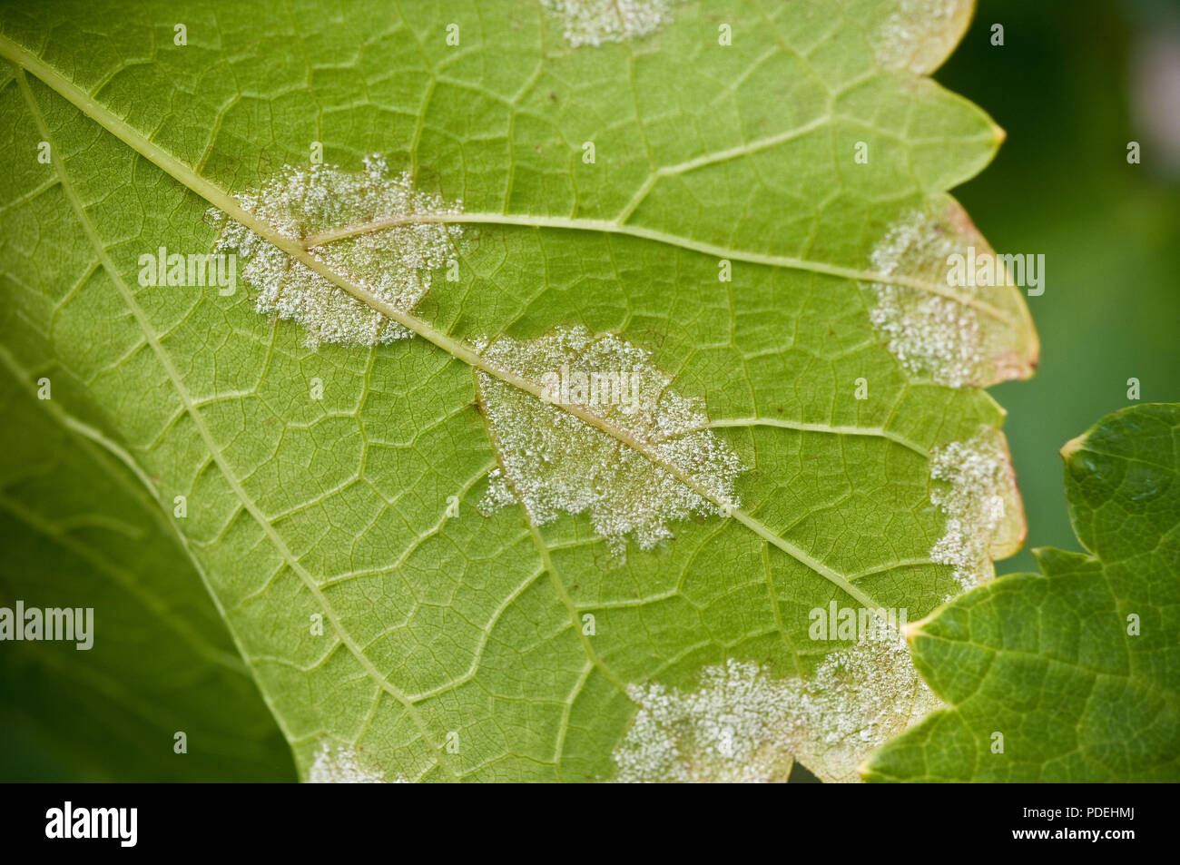 Malattia della peronospora immagini e fotografie stock ad alta ...