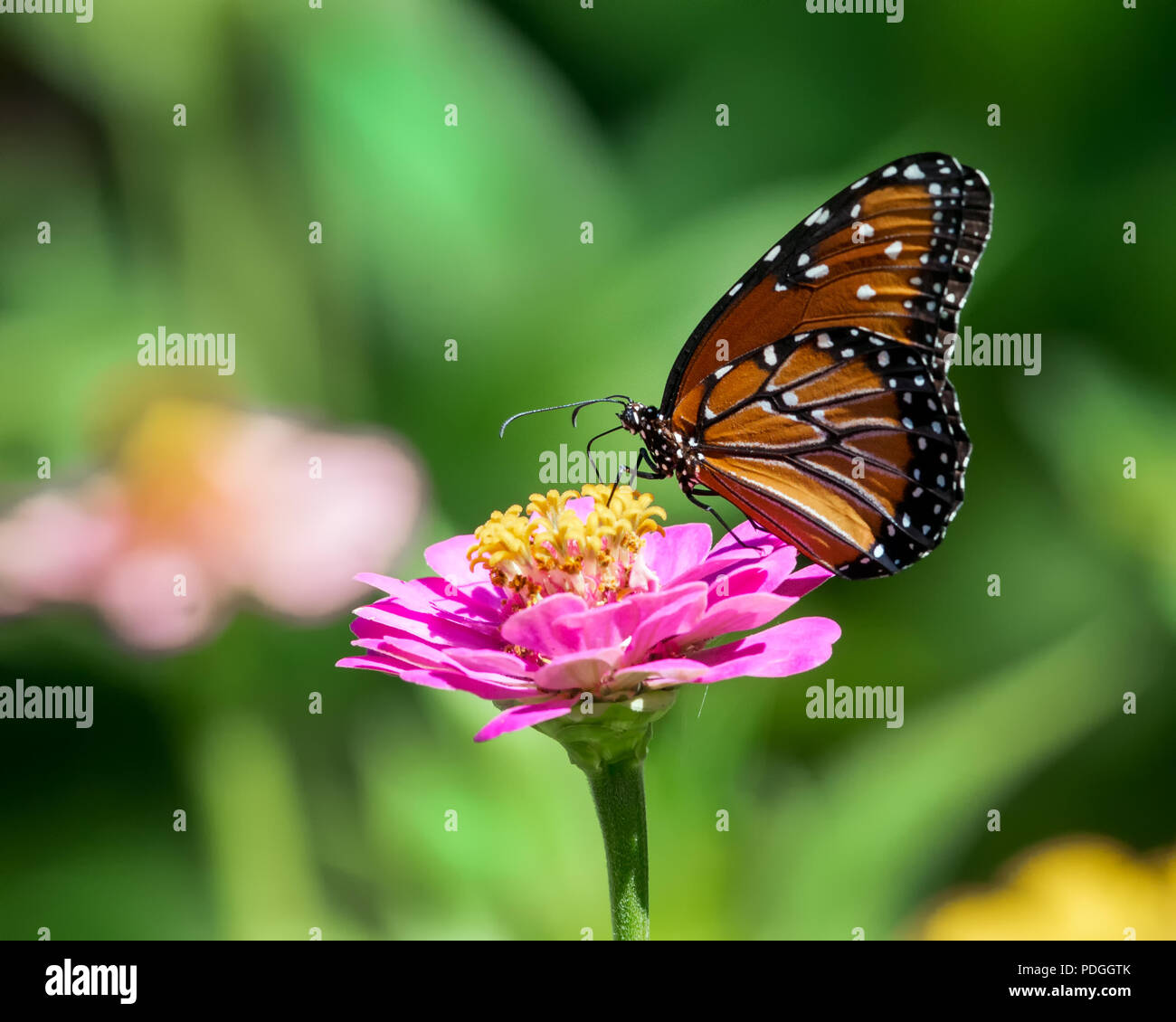 Farfalla bianca di profilo immagini e fotografie stock ad alta ...