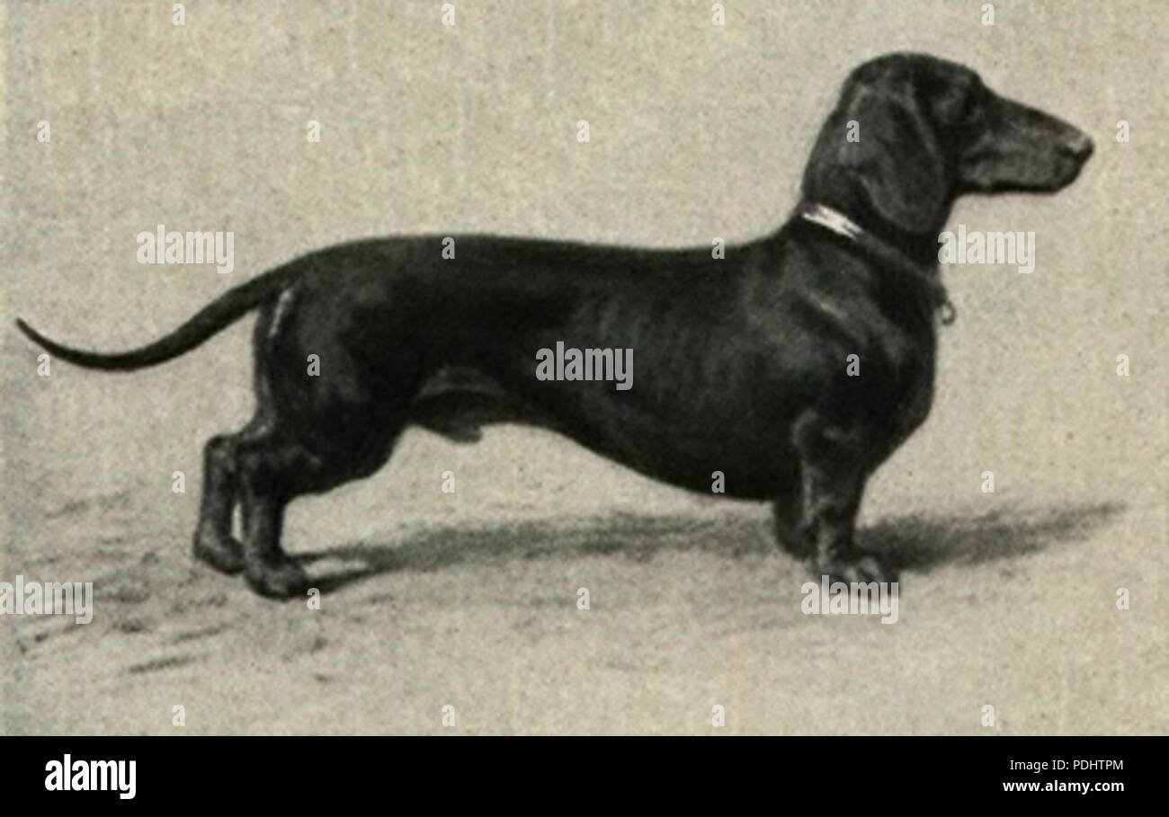 Disegno di bassotto immagini e fotografie stock ad alta risoluzione - Alamy