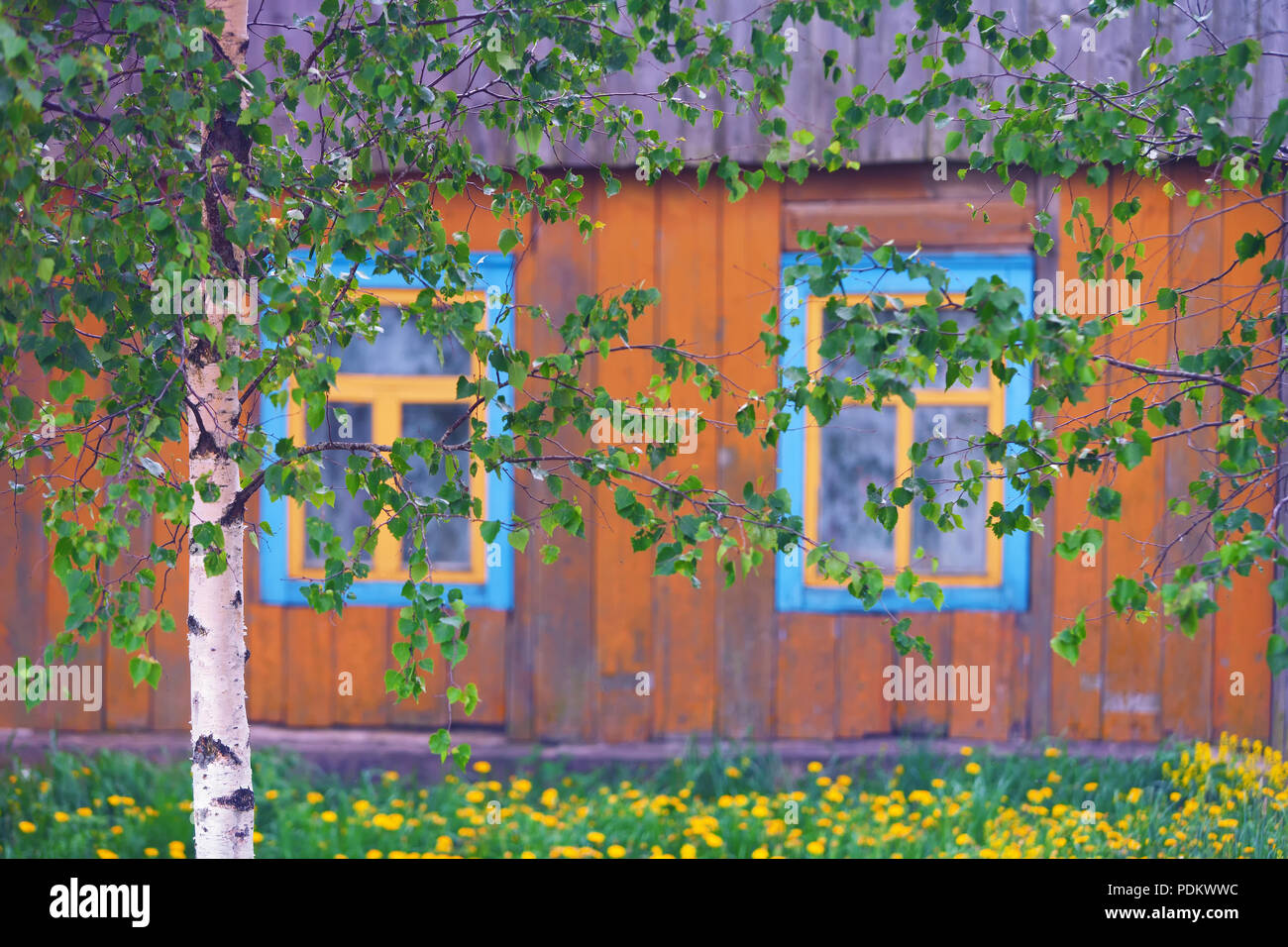 Stato baltico. La lettonia. La casa in legno di colore giallo e con ...