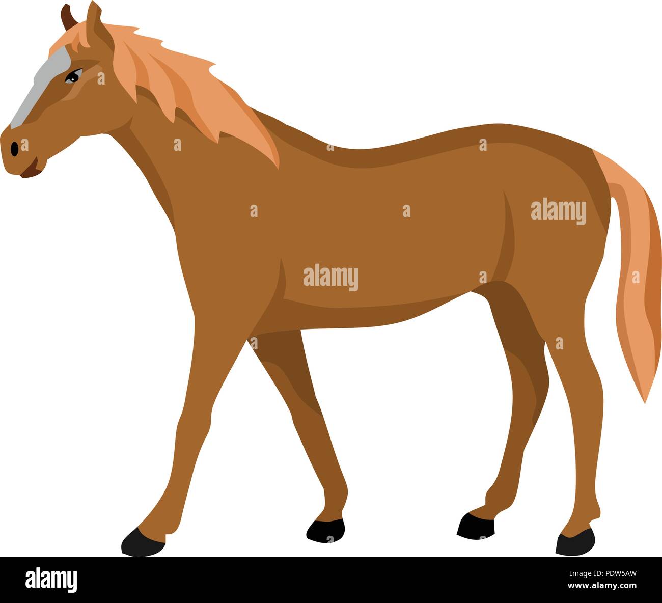 Anatomia del cavallo Immagini Vettoriali Stock - Alamy