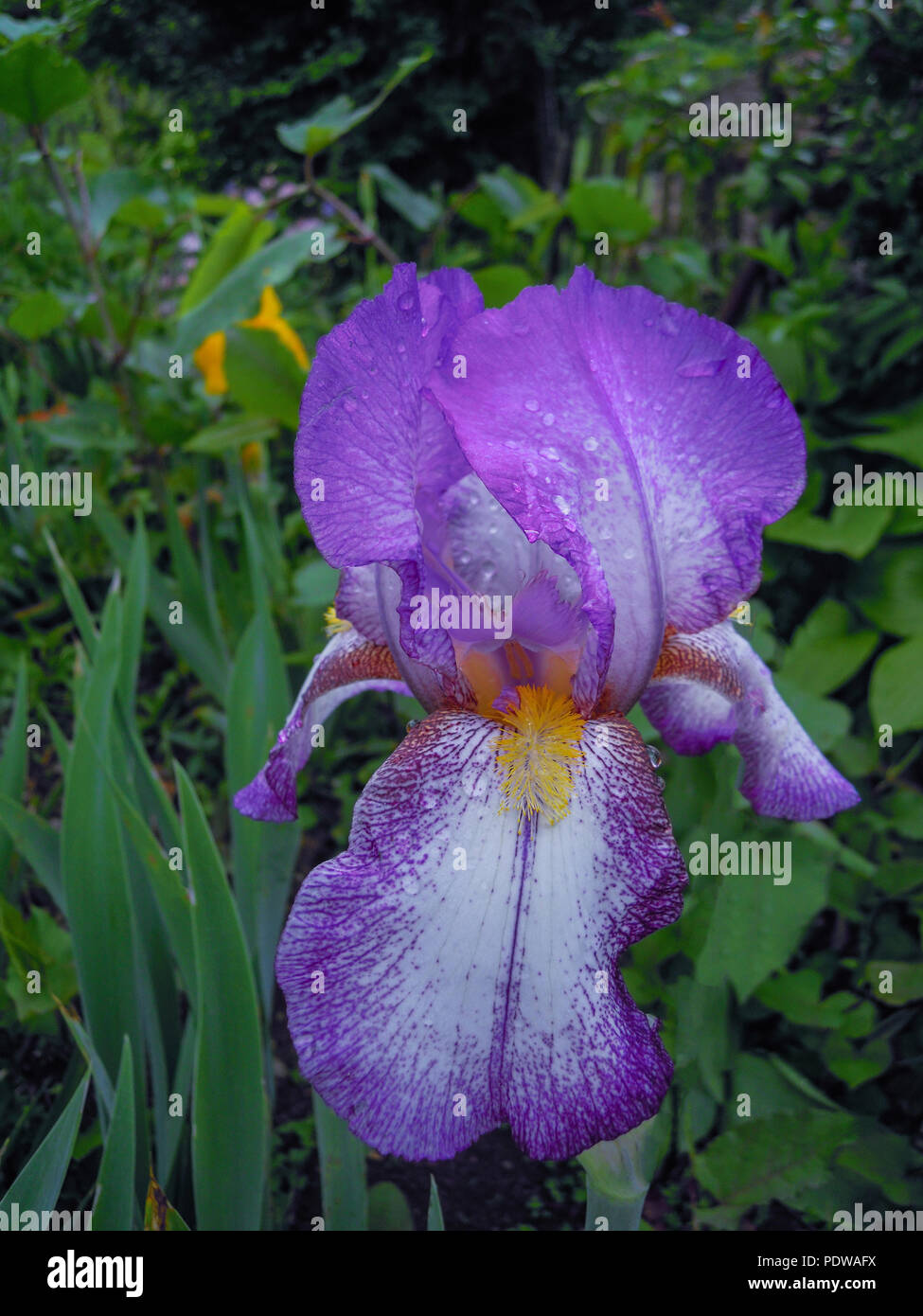 Iris flower drawing immagini e fotografie stock ad alta risoluzione - Alamy