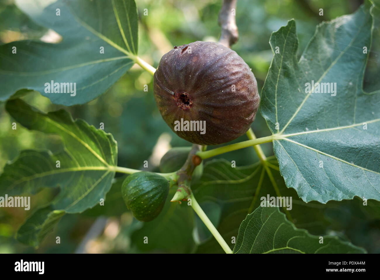Ficus carica tree immagini e fotografie stock ad alta risoluzione - Alamy