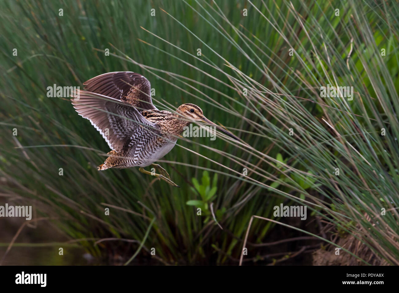 Beccaccino volante immagini e fotografie stock ad alta risoluzione - Alamy