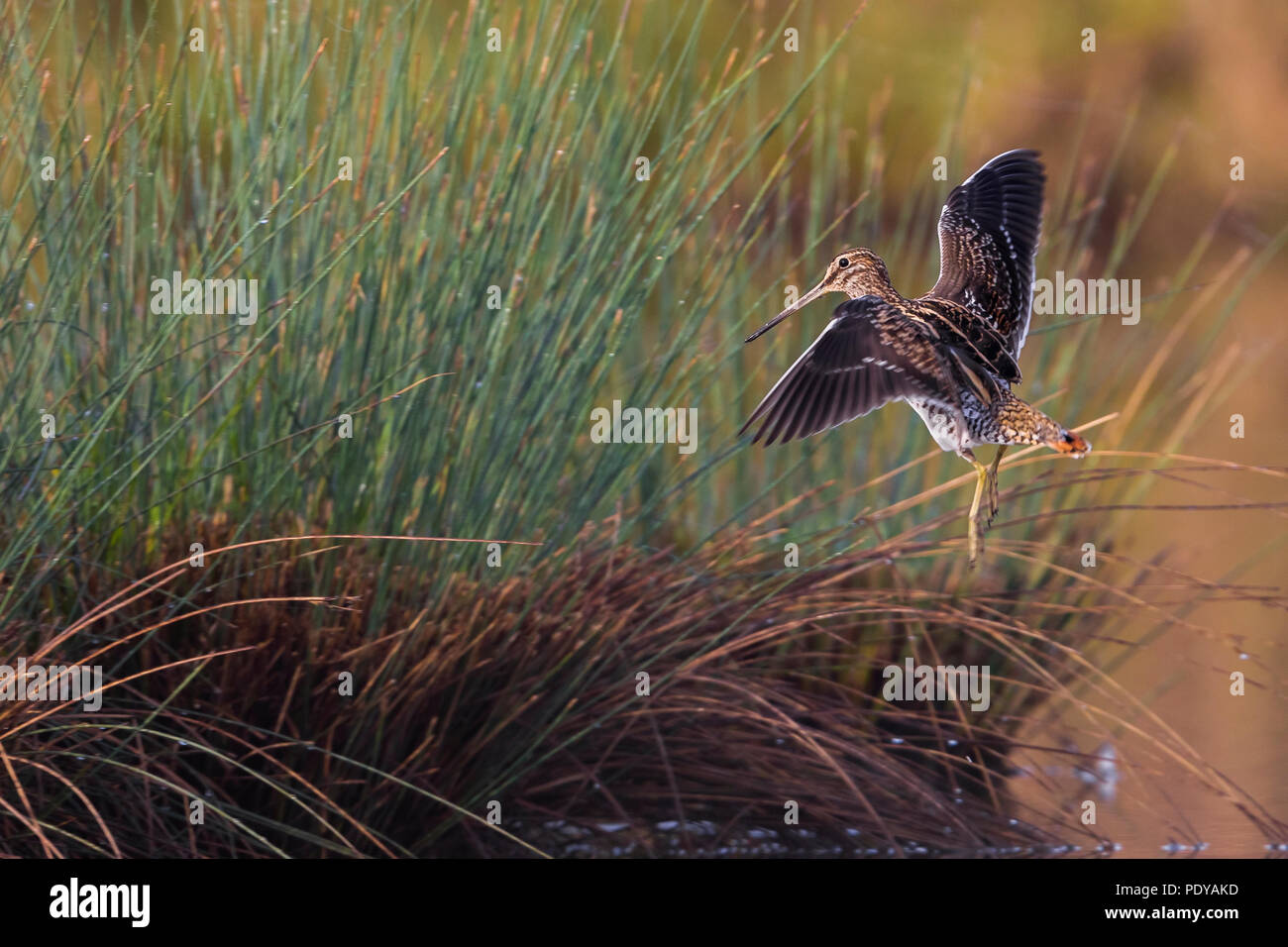 Beccaccino volante immagini e fotografie stock ad alta risoluzione - Alamy