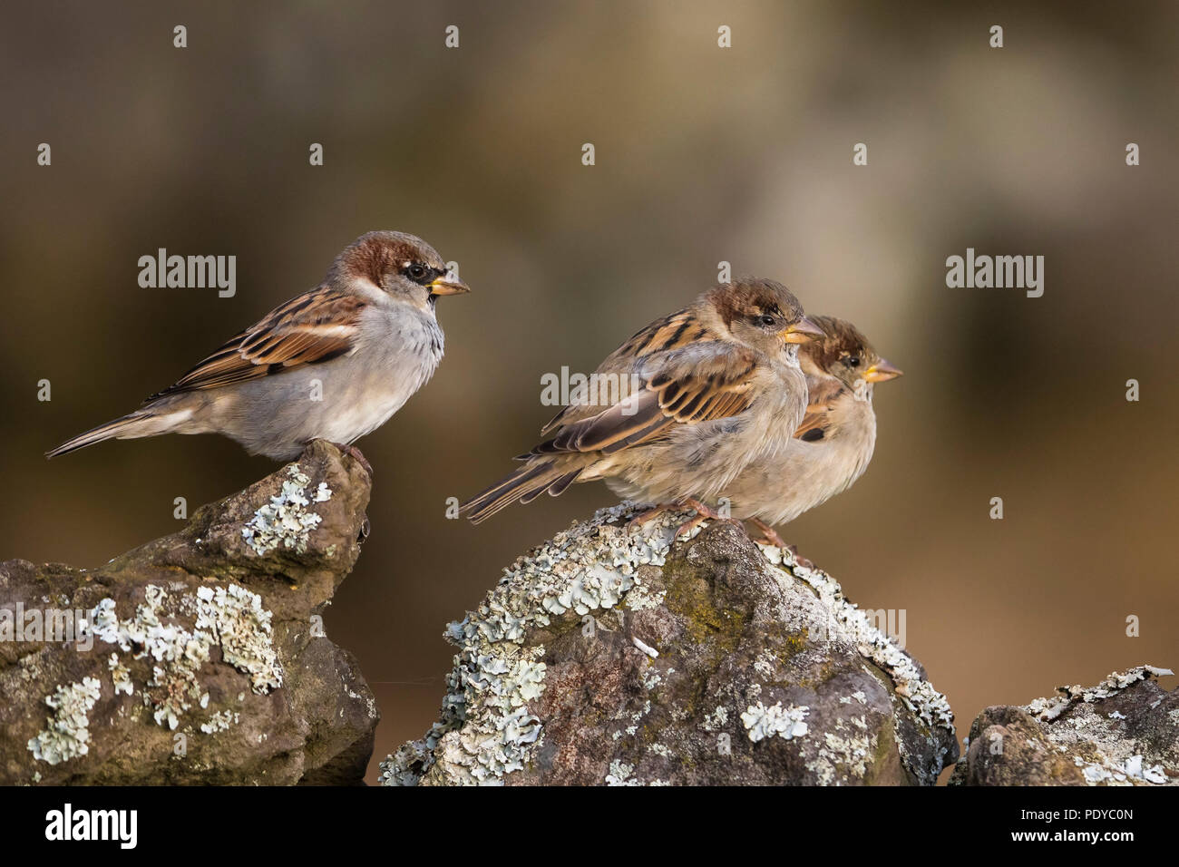 Passero domestico immagini e fotografie stock ad alta risoluzione - Alamy
