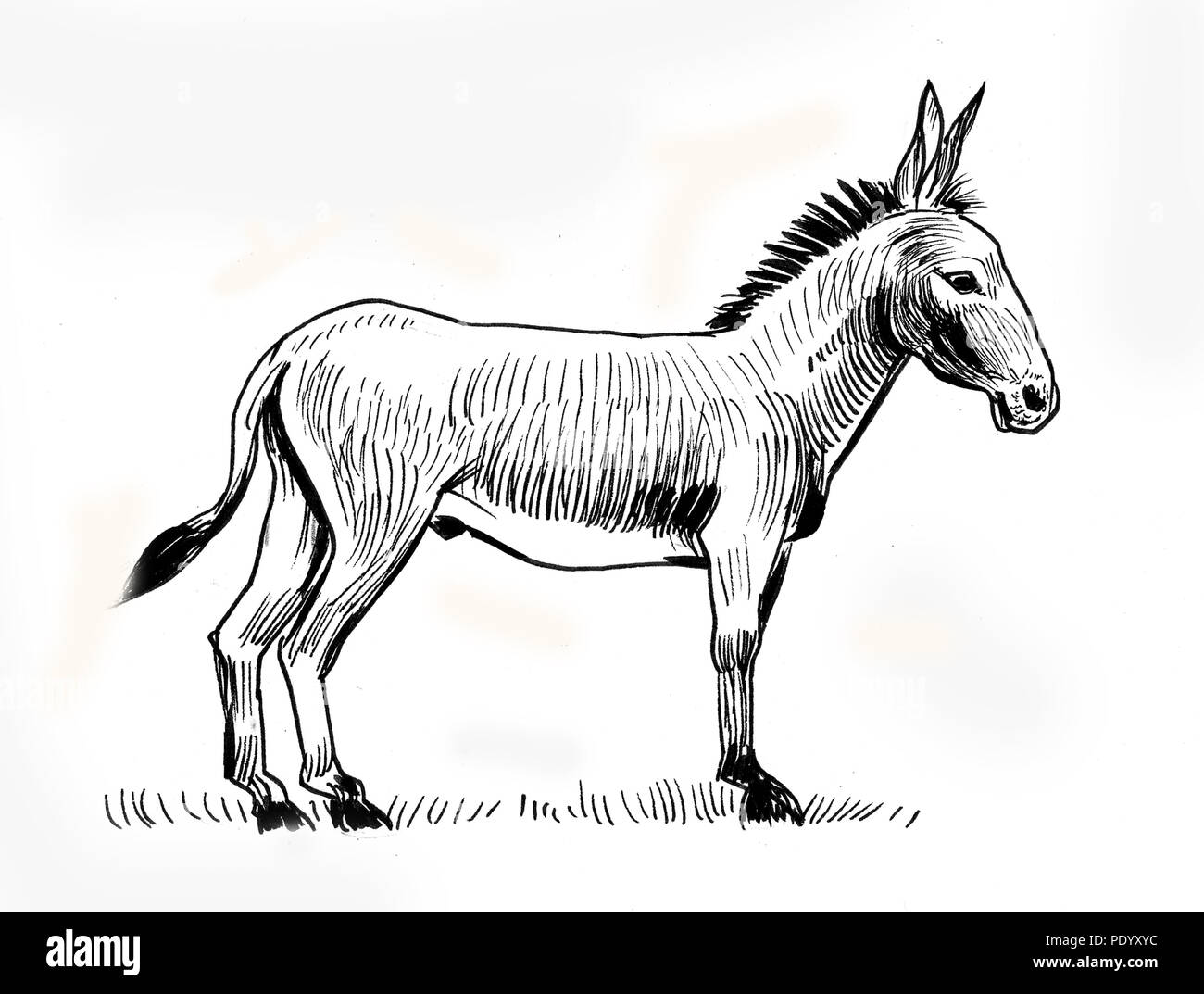 Asino disegno immagini e fotografie stock ad alta risoluzione - Alamy