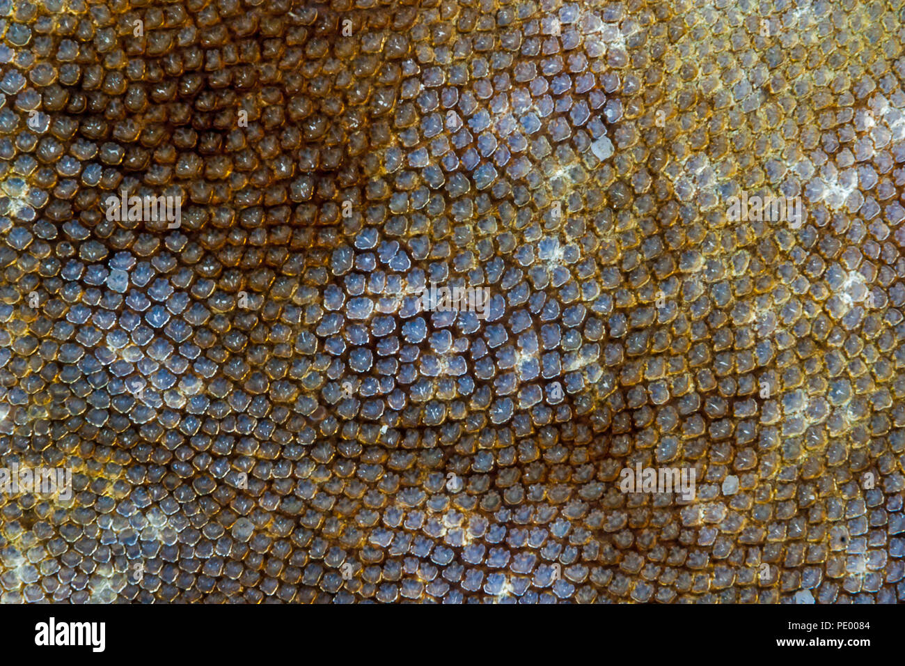 Pelle di squalo è composta da squame placoidi, chiamato anche denticles ...