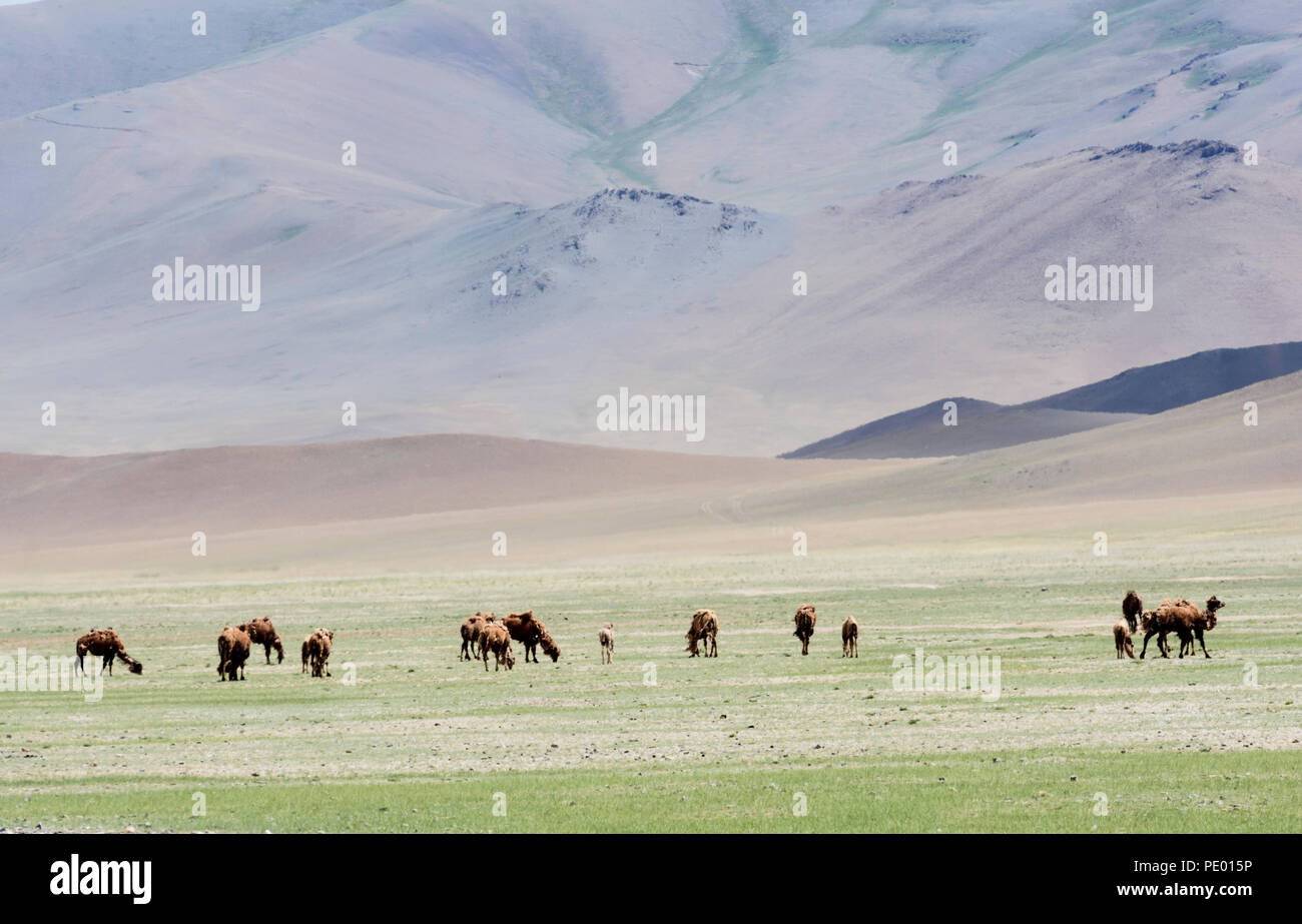 Pascolo Delle Montagne Immagini e Fotos Stock - Alamy