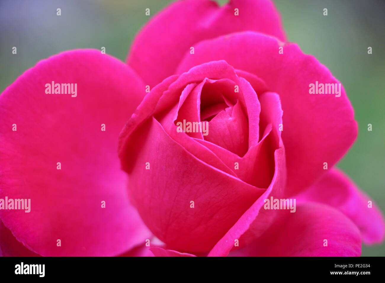 San valentino rosa rossa immagini e fotografie stock ad alta ...