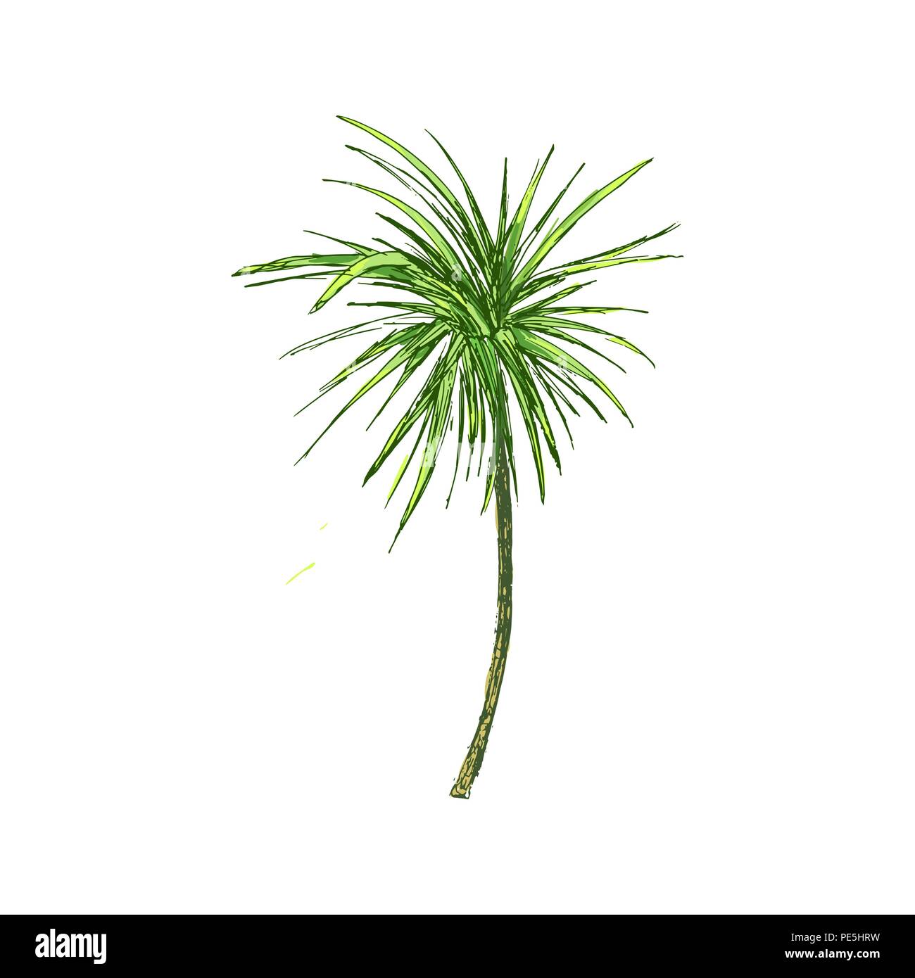 Isolato o di cocco regina Palm tree con foglie. La spiaggia e la ...