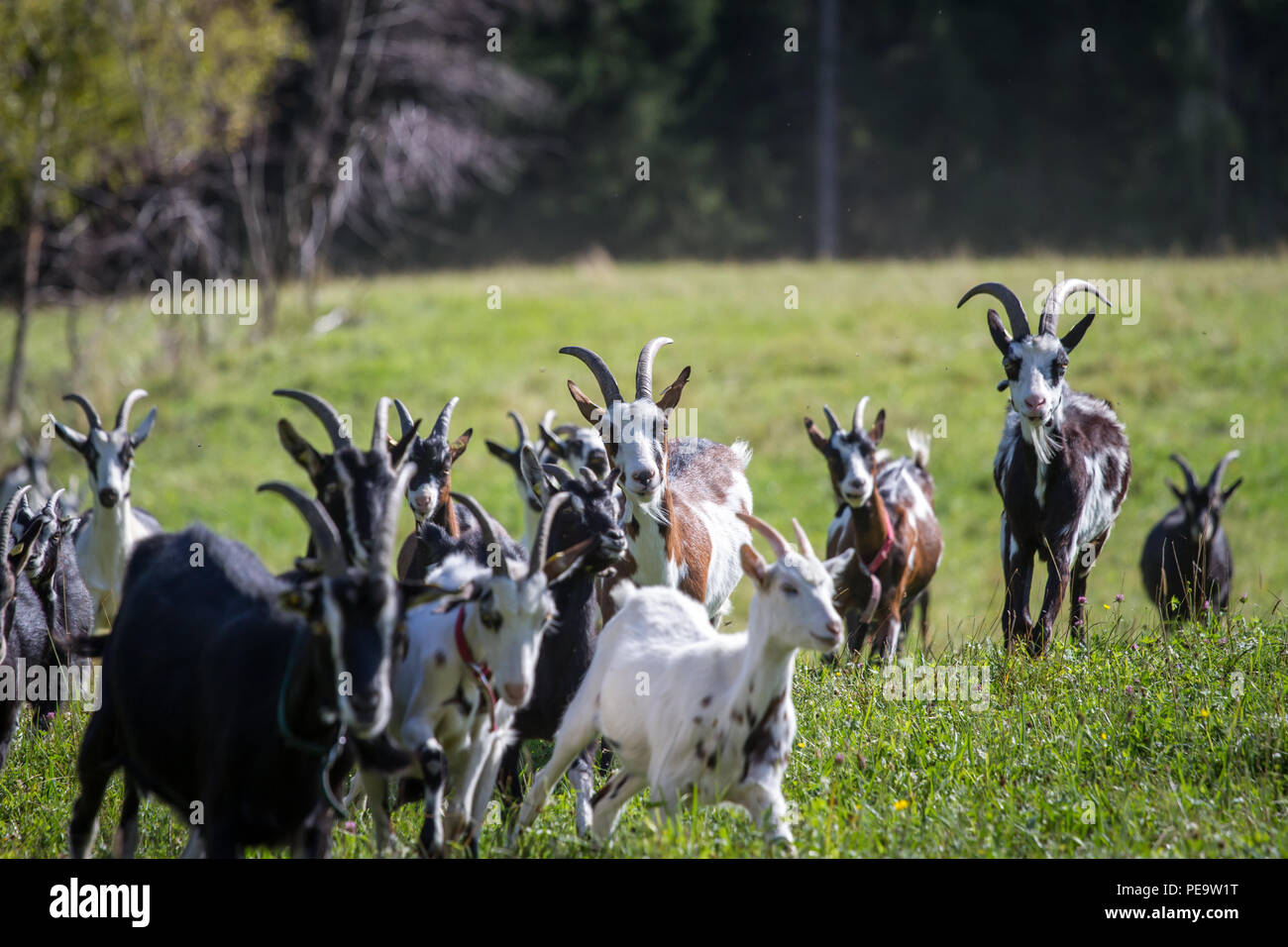 Razza di capre in via di estinzione immagini e fotografie stock ad alta ...