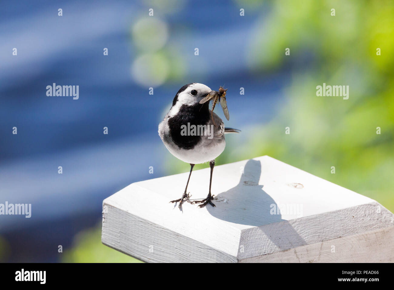 Becco animale immagini e fotografie stock ad alta risoluzione - Alamy