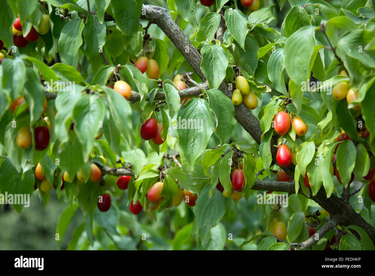Un ramo di un albero di corniolo con rosso e arancio dogberries tra ...