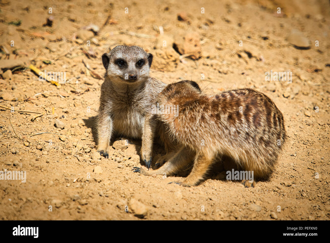 Animali Dei Suricati Immagini e Fotos Stock - Alamy
