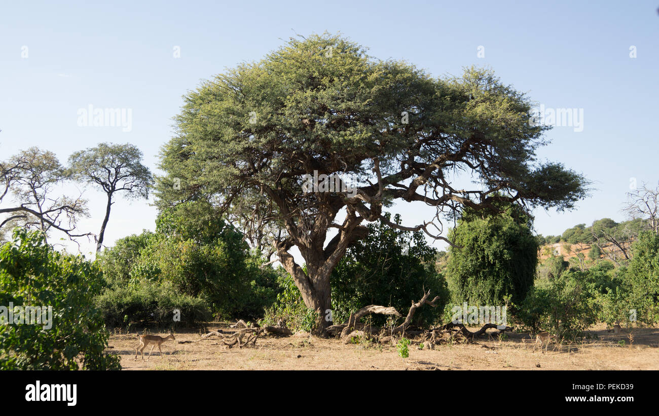 Mopane tree immagini e fotografie stock ad alta risoluzione - Alamy