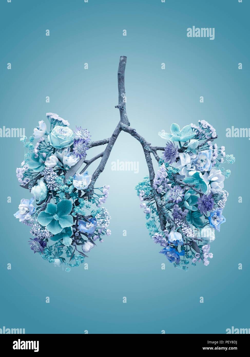 I polmoni immagini e fotografie stock ad alta risoluzione - Alamy