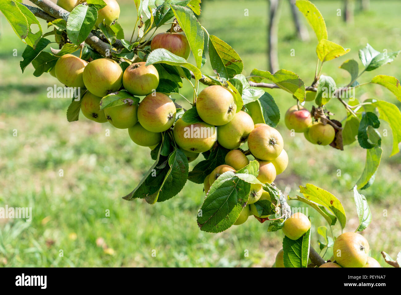 Ramo di un albero con foglie immagini e fotografie stock ad alta ...