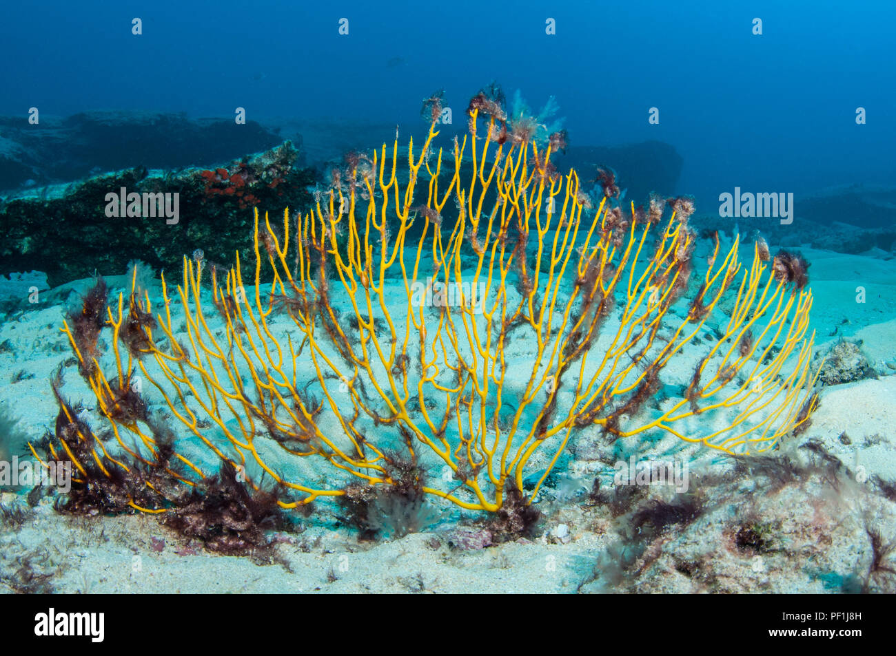 Leptogorgia viminalis immagini e fotografie stock ad alta risoluzione ...