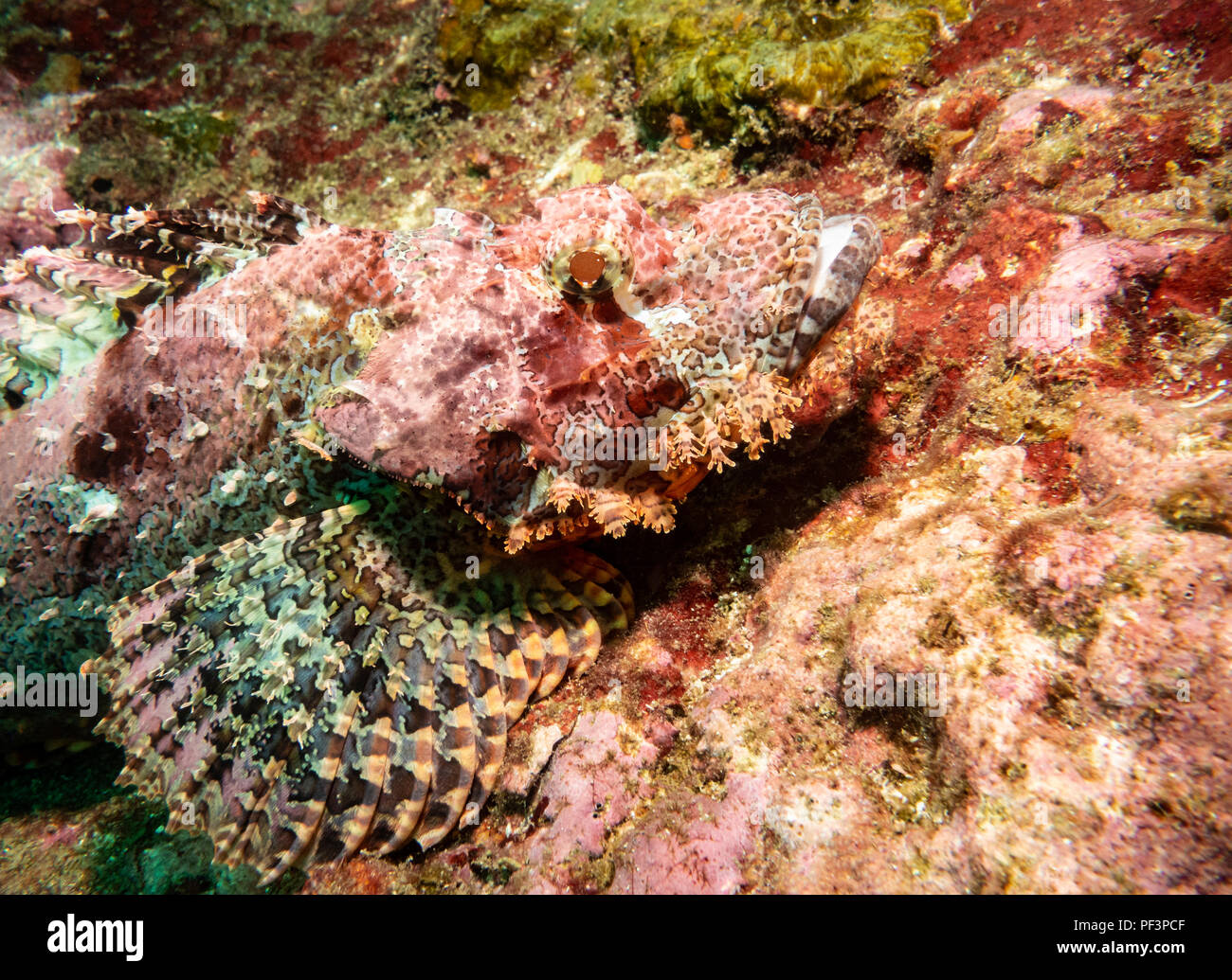 Fauna selvatica del myanmar immagini e fotografie stock ad alta ...