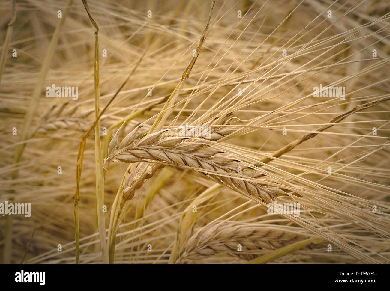 Orecchio medio immagini e fotografie stock ad alta risoluzione - Alamy
