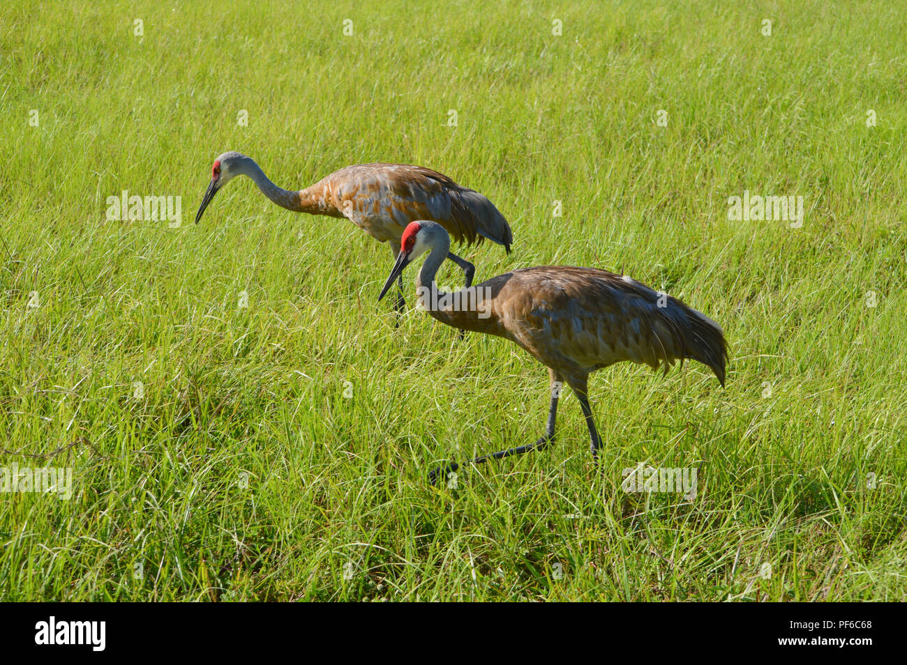 Contea di florida brevard immagini e fotografie stock ad alta ...