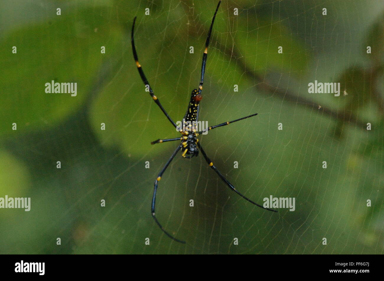 Animali da combattimento della giungla immagini e fotografie stock ad ...