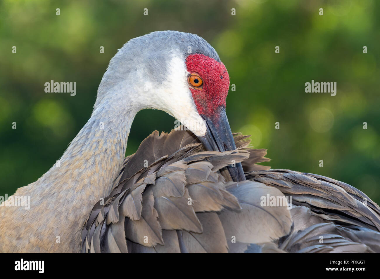 Antigone canadensis immagini e fotografie stock ad alta risoluzione - Alamy