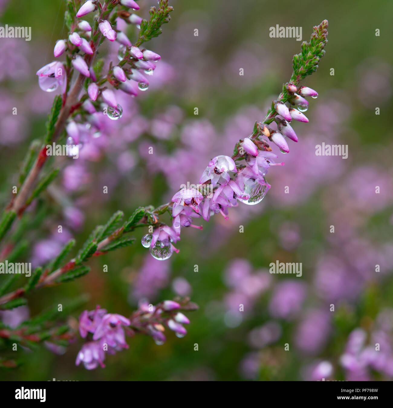 Rugiada sul fiore immagini e fotografie stock ad alta risoluzione - Alamy