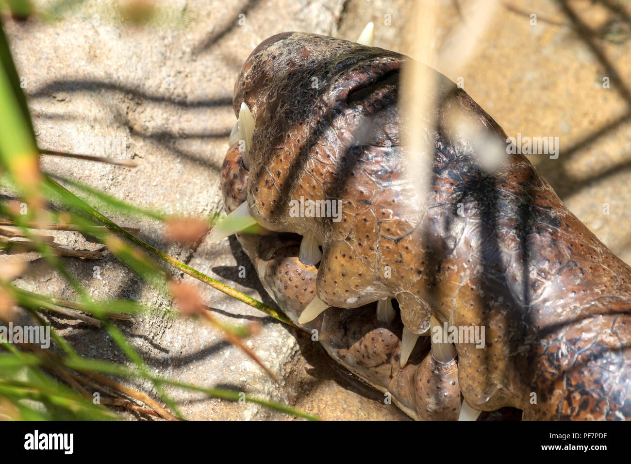 Noto anche come falso gharial o malayan gharial immagini e fotografie ...