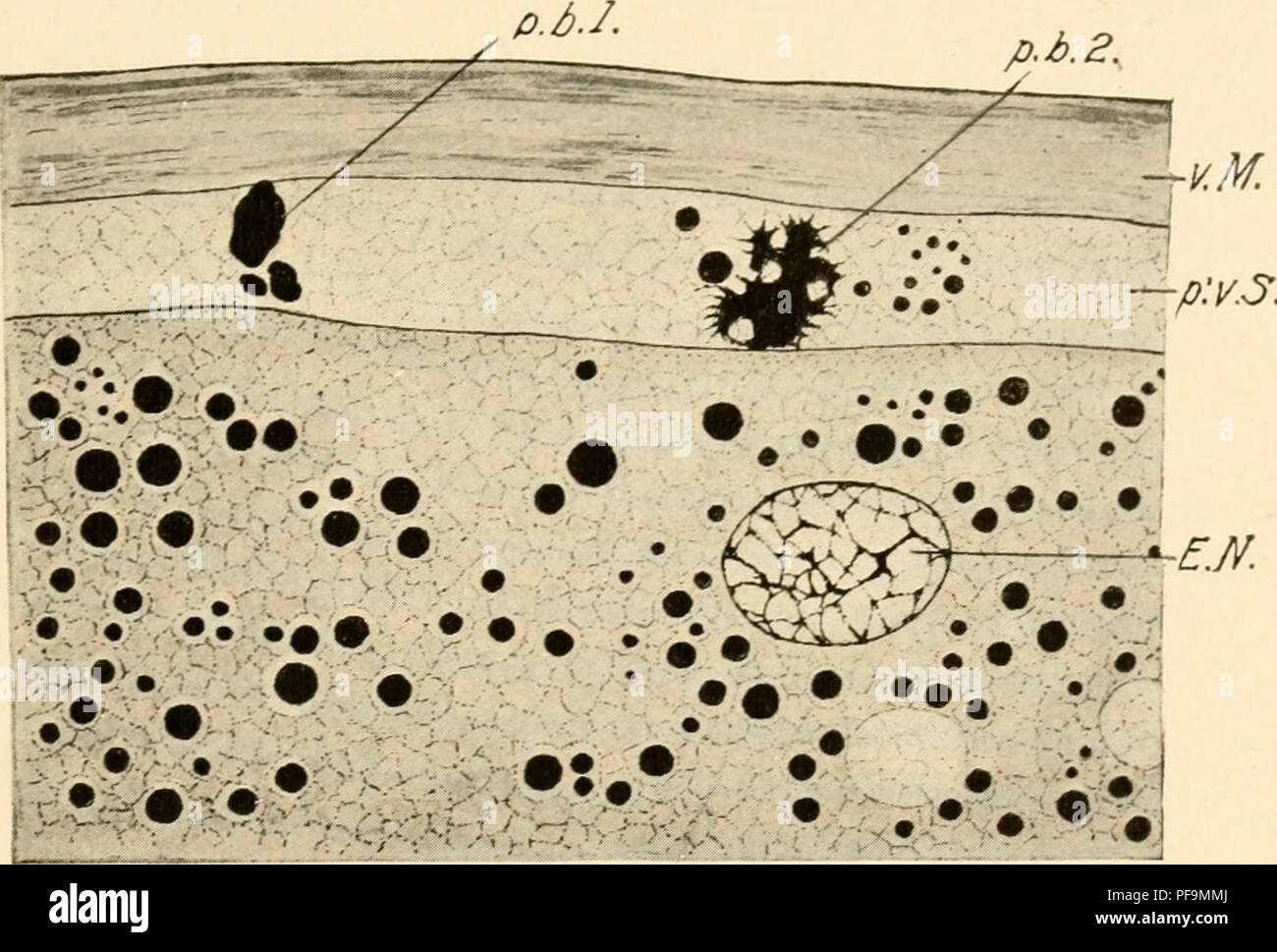 Teoria dell'eredità immagini e fotografie stock ad alta risoluzione - Alamy