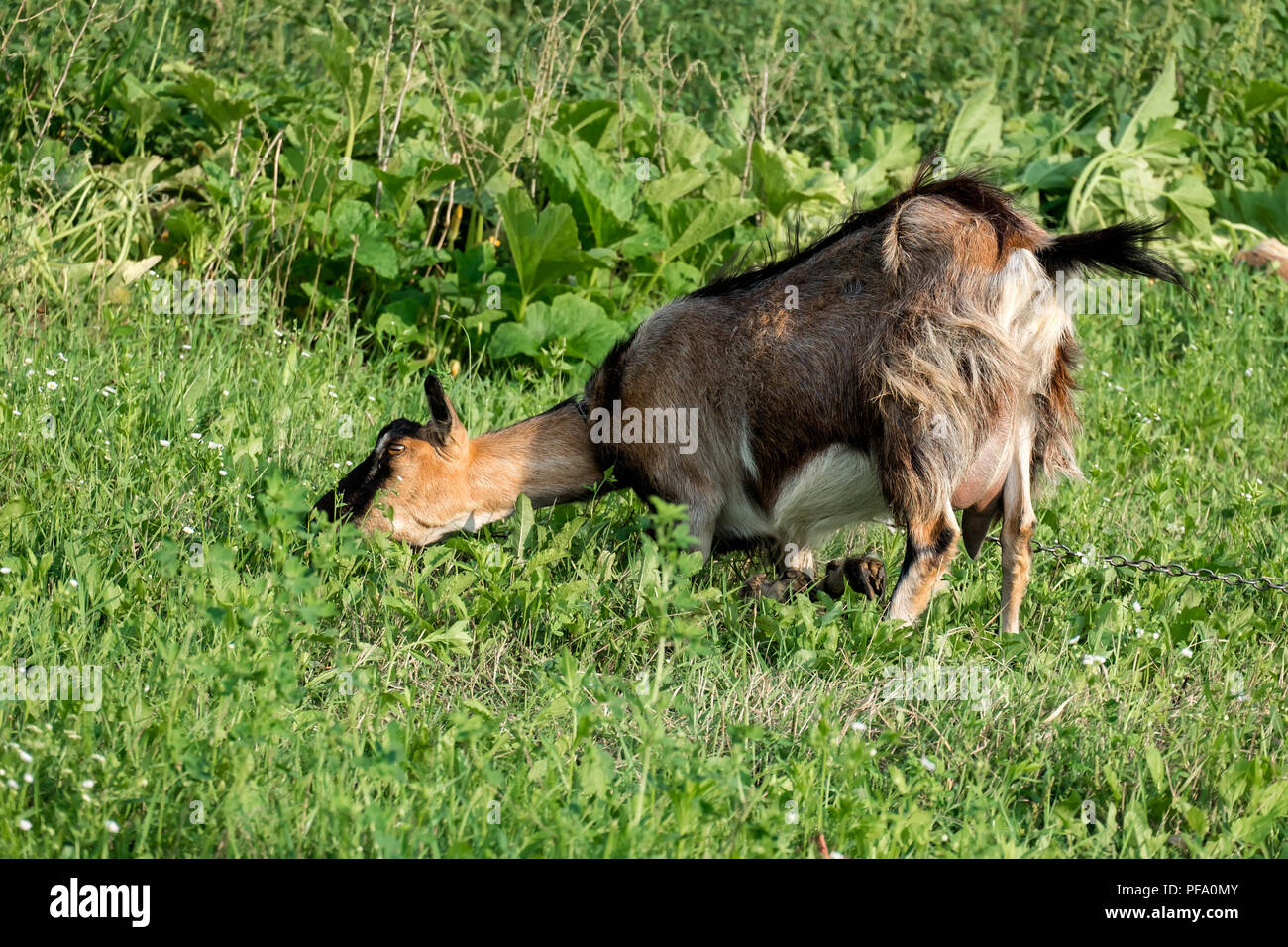 Faccia butterata immagini e fotografie stock ad alta risoluzione - Alamy